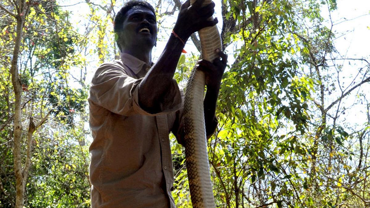 Vava Suresh’s proposed certification as a snake rescuer raises eyebrows ...