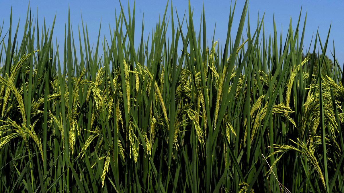 India needs stable agri-export policy to achieve $100 billion goal ...