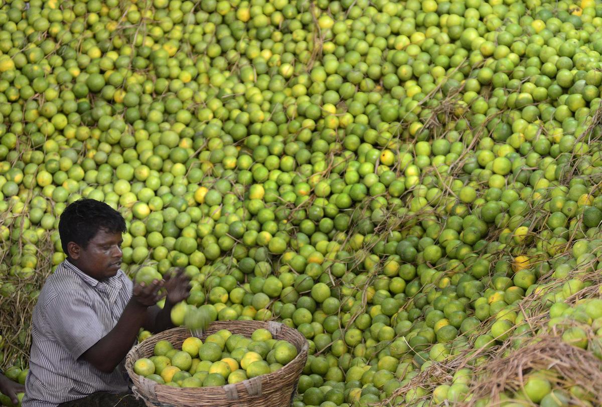 Demand fluctuations, quicker harvests change horticultural cultivation ...