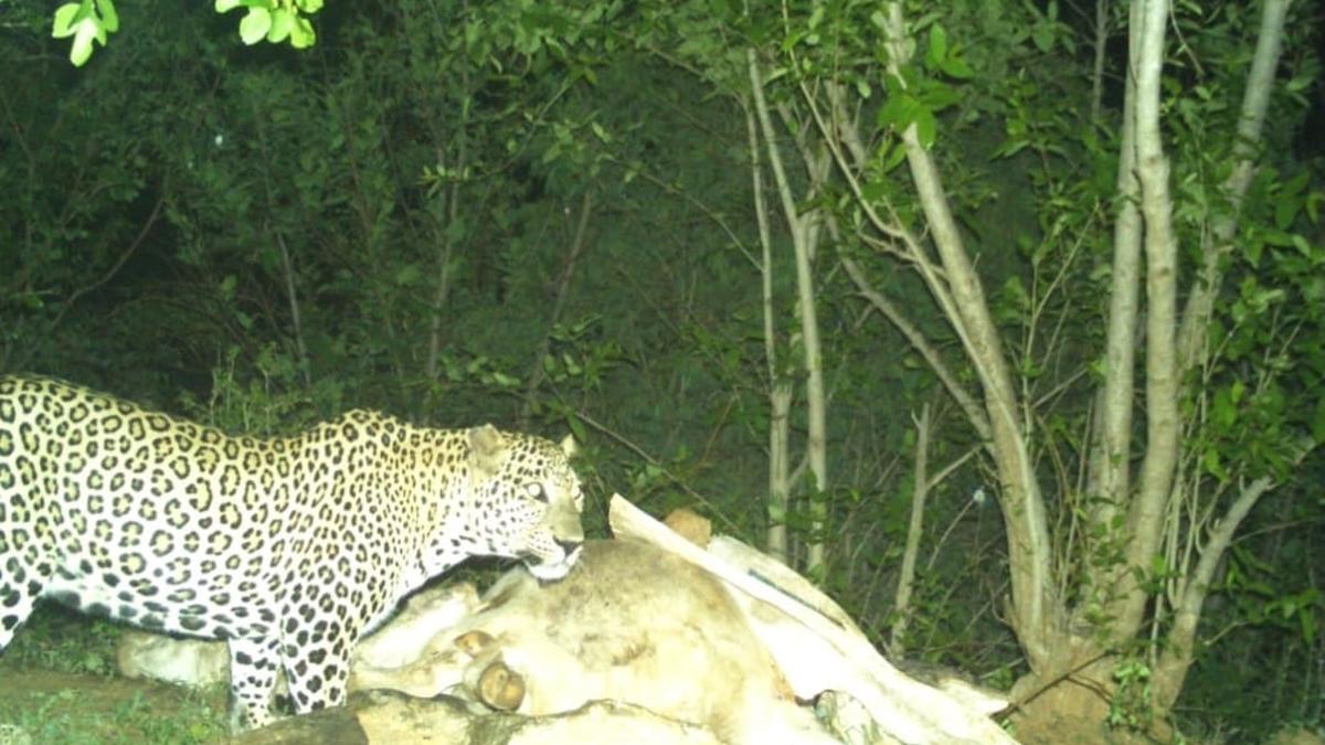 Camera installed by Forest Department confirms leopard movement in ...