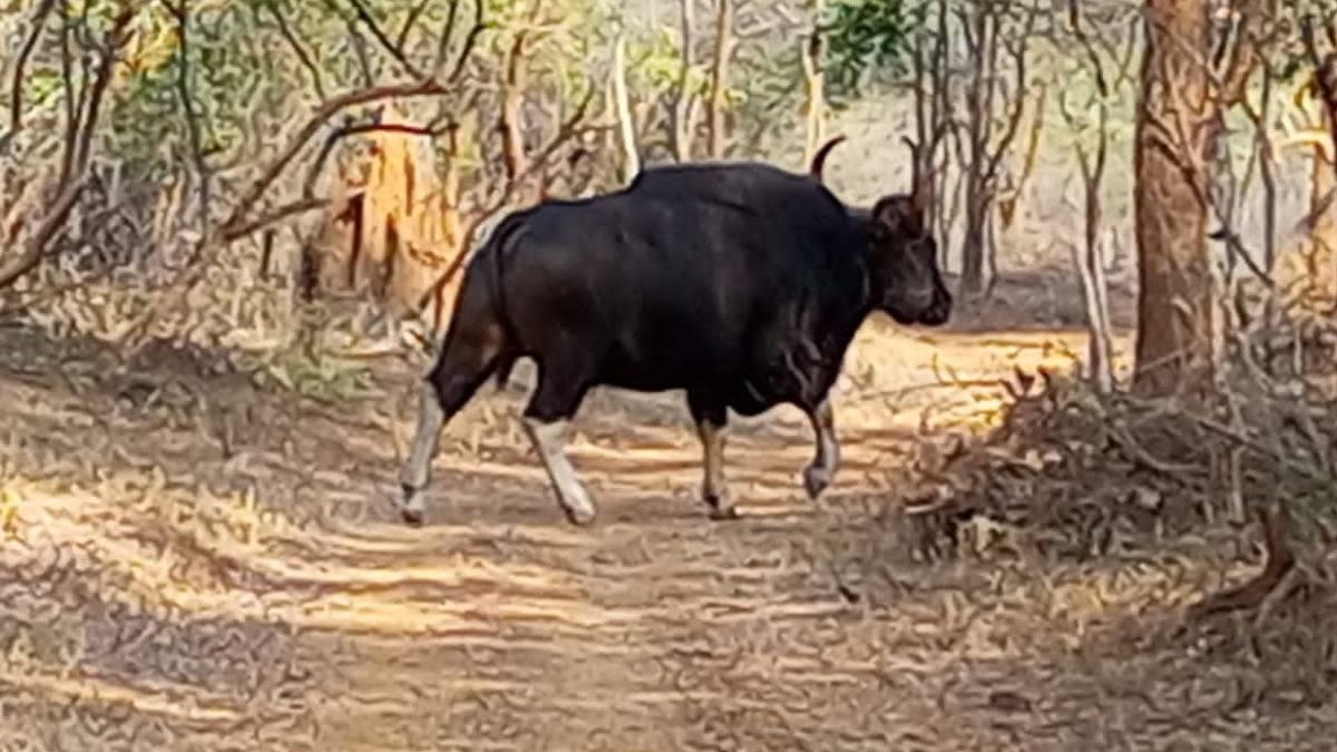 Indian gaur makes a sudden appearance in Andhra Pradesh’s Nallamala ...