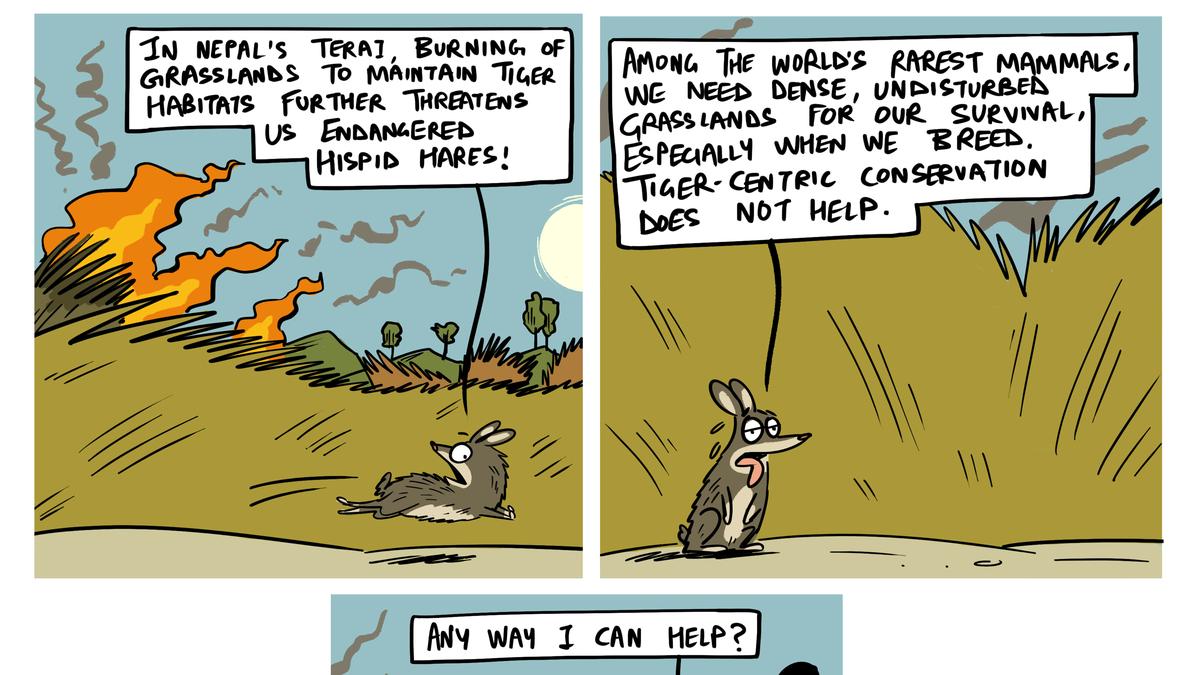 Green Humour by Rohan Chakravarty on nepal terai grasslands burning ...