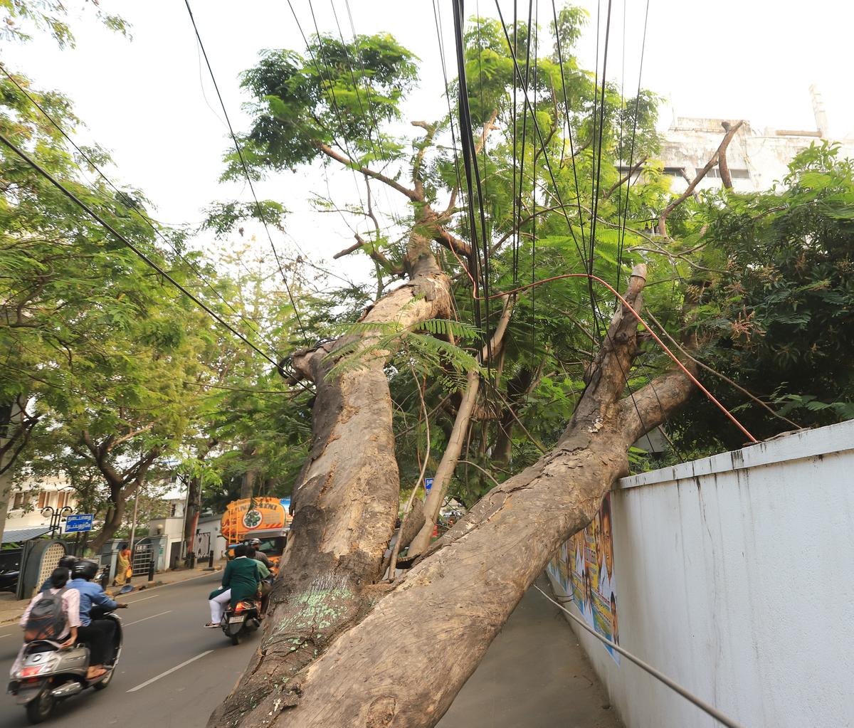 A tree on Haddows Road standing uprooted - The Hindu