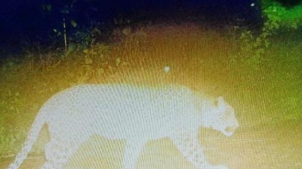 Leopard caught on camera trap in Belagavi golf course, holiday for ...