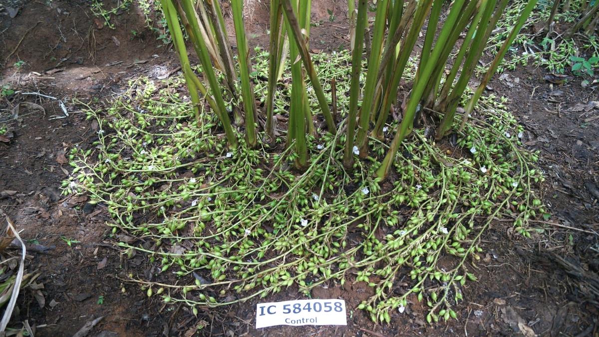 Two cardamom varieties developed by Kodagu-based regional station of ...