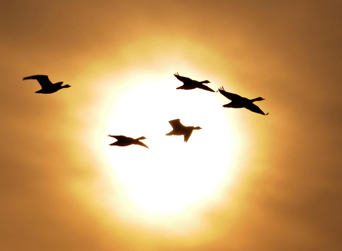 Sky Teamwork: Why do birds fly in V formation? - The Hindu