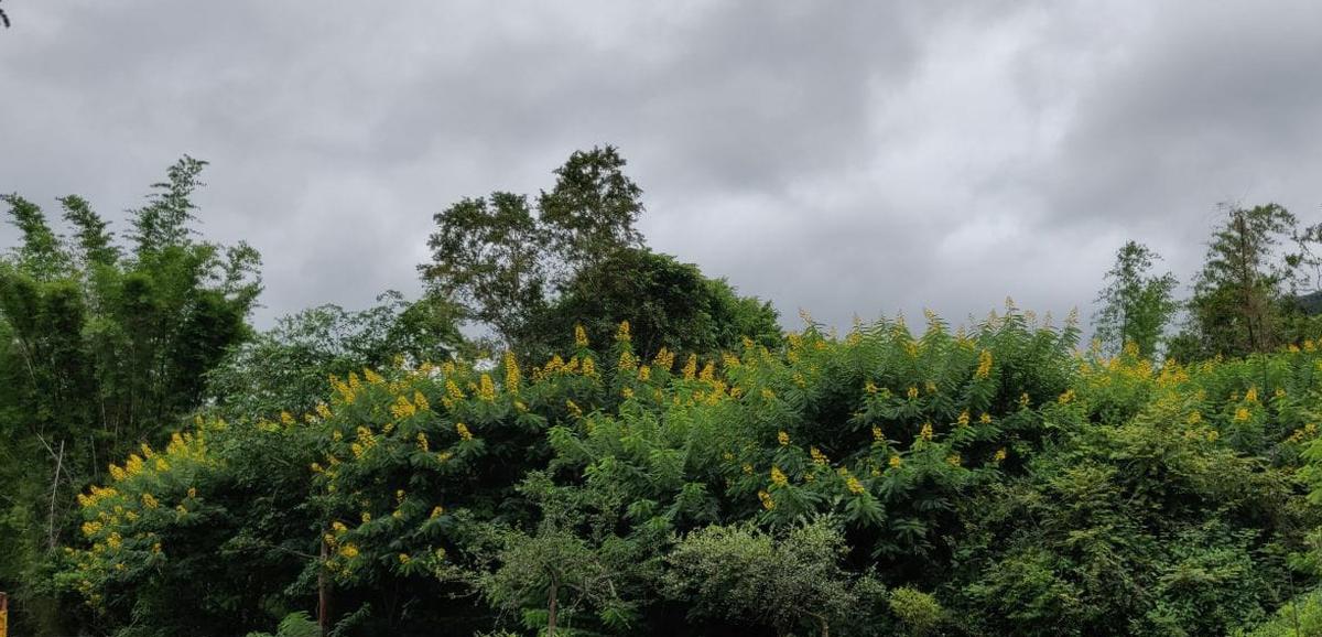Forest Dept. checks viability of using invasive tree Senna spectabilis ...