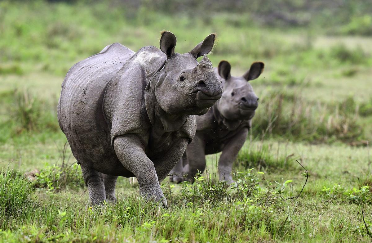In Frames | Counting rhinos - The Hindu
