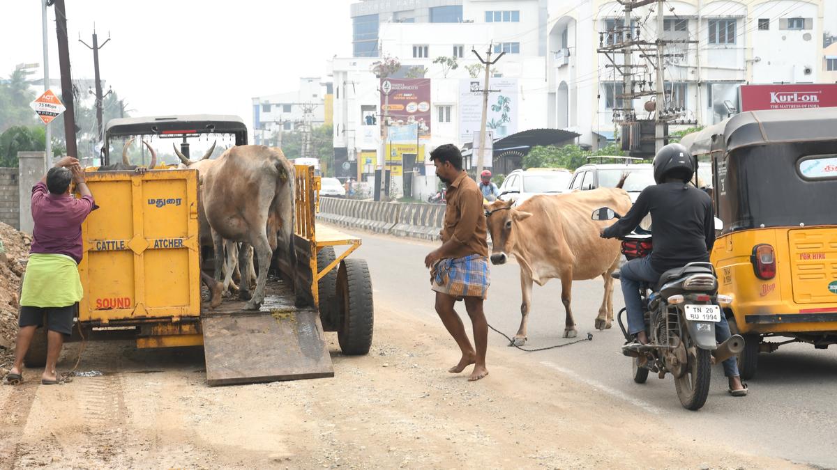 Stray animal menace on the rise in Madurai - The Hindu