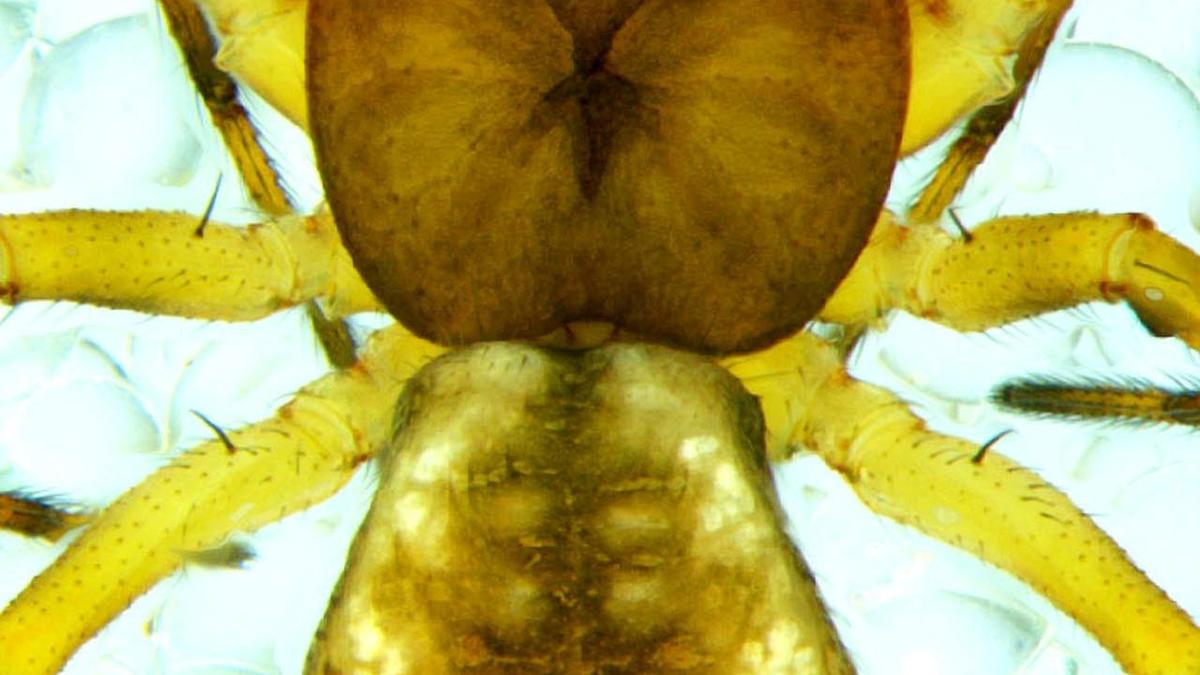 Money spider, ant-mimicking spider discovered at Wayanad Wildlife ...