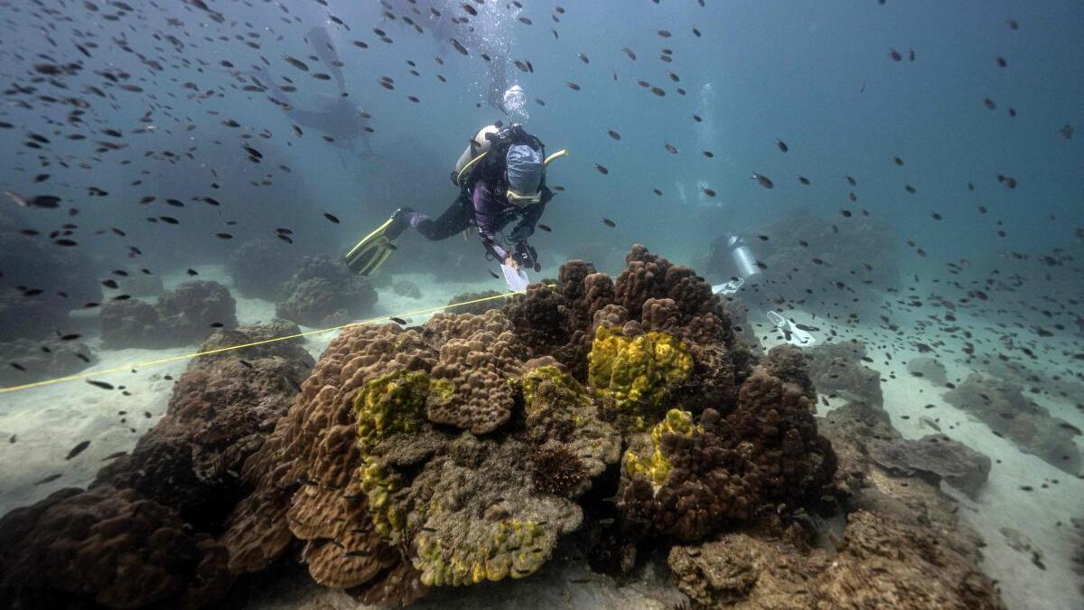 Watch | Why are corals in Thailand getting destroyed? - The Hindu