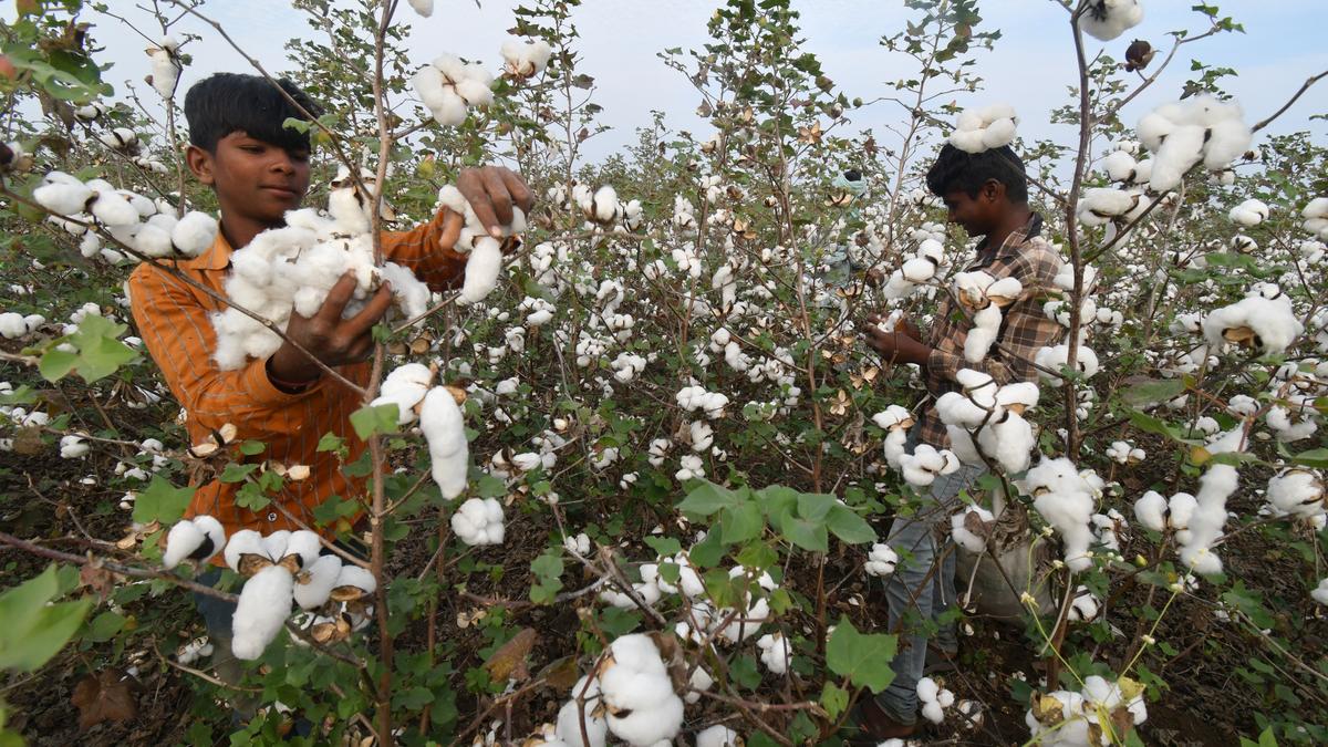 Textile industry to submit proposal to raise cotton productivity - The ...