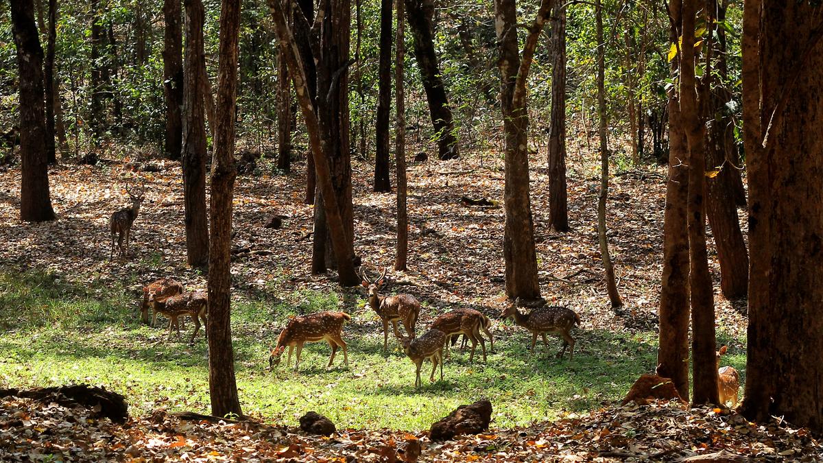 A forester shot dead by poachers in Odisha’s Similipal Tiger Reserve ...