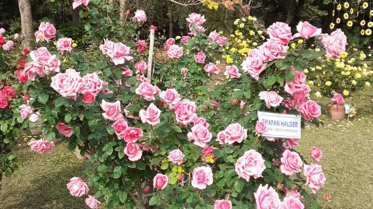 For rose lovers, show dedicated to ‘queen of flowers’ this weekend ...