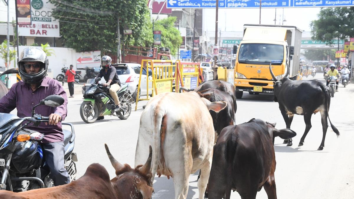 Stray cattle return to roads in Tirunelveli - The Hindu