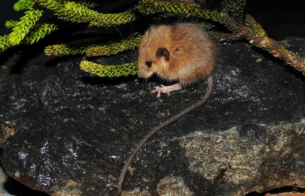 Understanding rodents through the Nilgiris long-tailed mouse - The Hindu