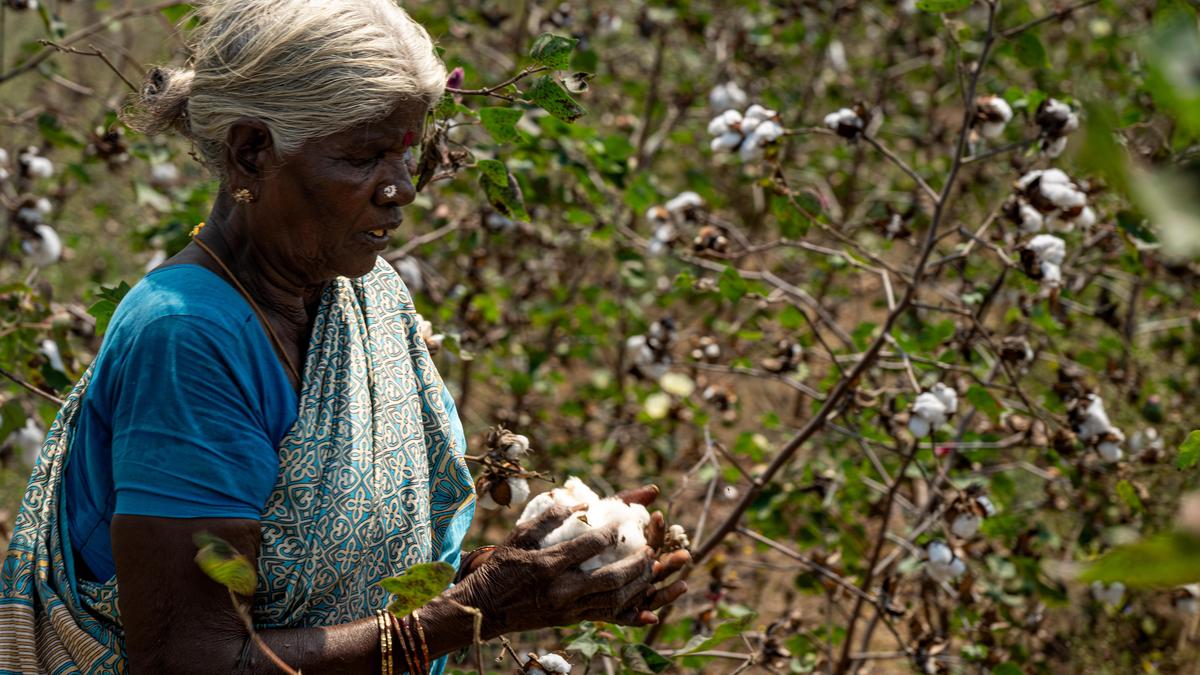 Cotton farmers in Perambalur struggle amid rising input costs - The Hindu