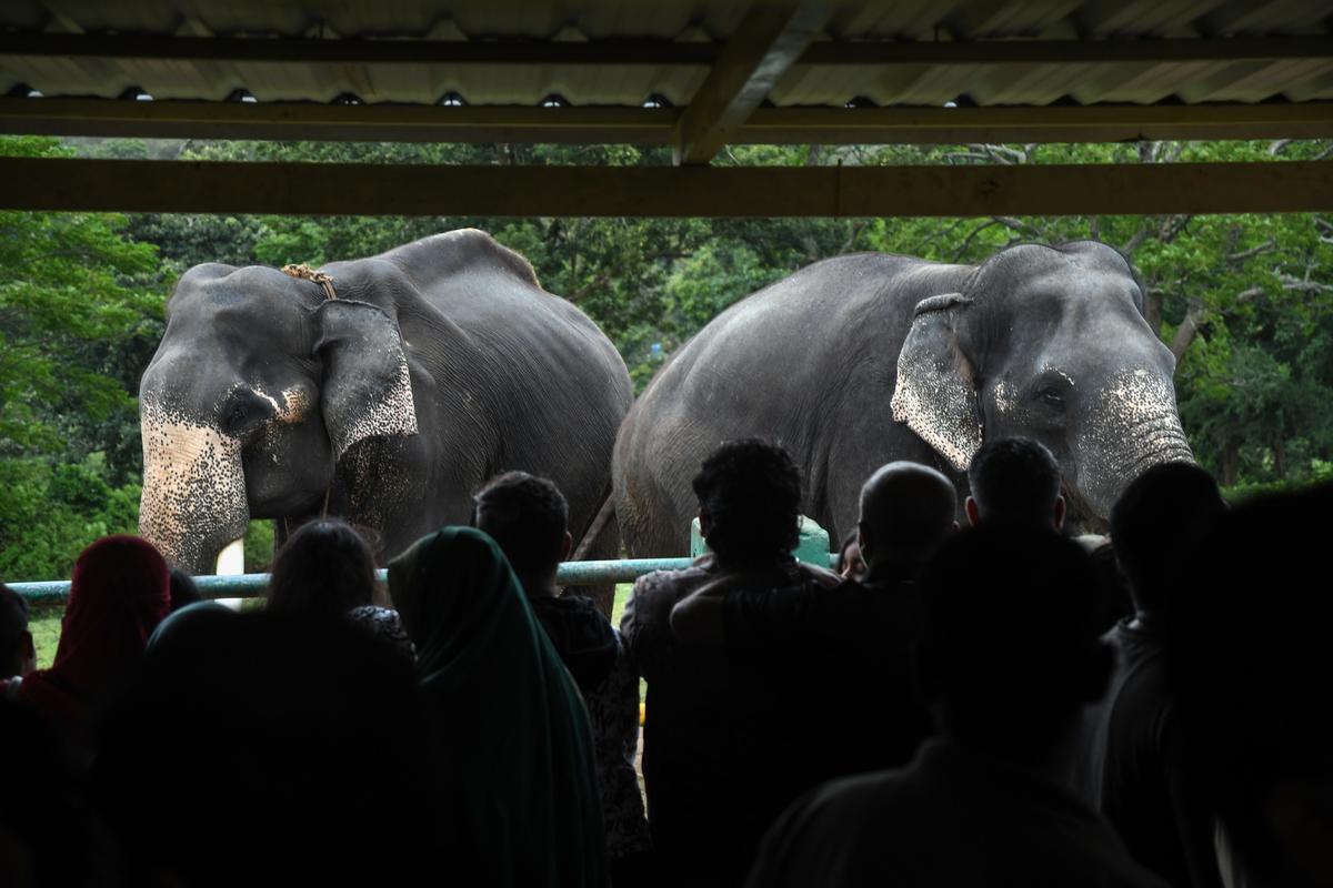 In Frames | Elephant tales - The Hindu