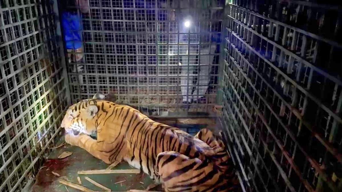 Tiger caught in trap in Wayanad - The Hindu