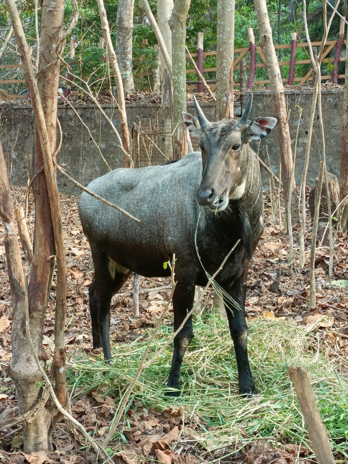 White blackbuck, blue bulls introduced at Pilikula Biological Park ...
