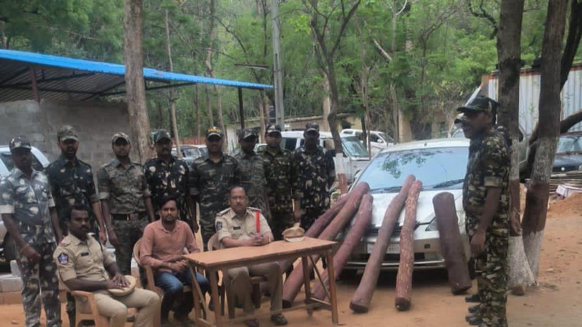 Vehicle with six red sanders logs seized near Rapur - The Hindu