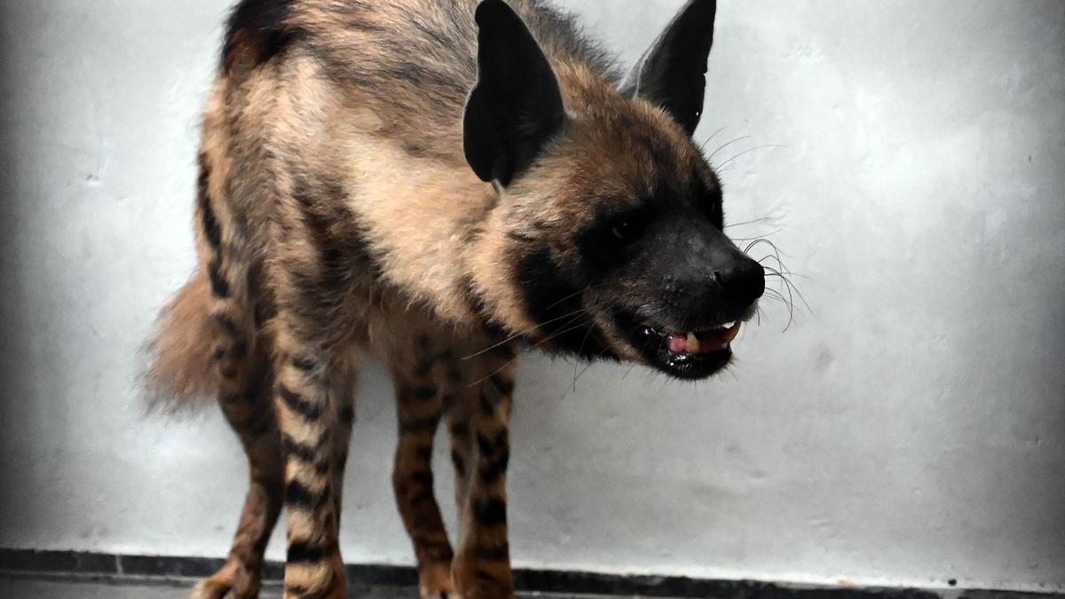 Thiruvananthapuram Zoo welcomes new species from Shivamogga - The Hindu