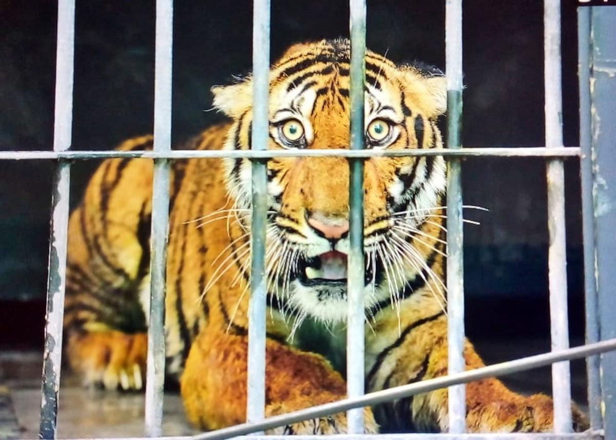 tiger attack mananthavady