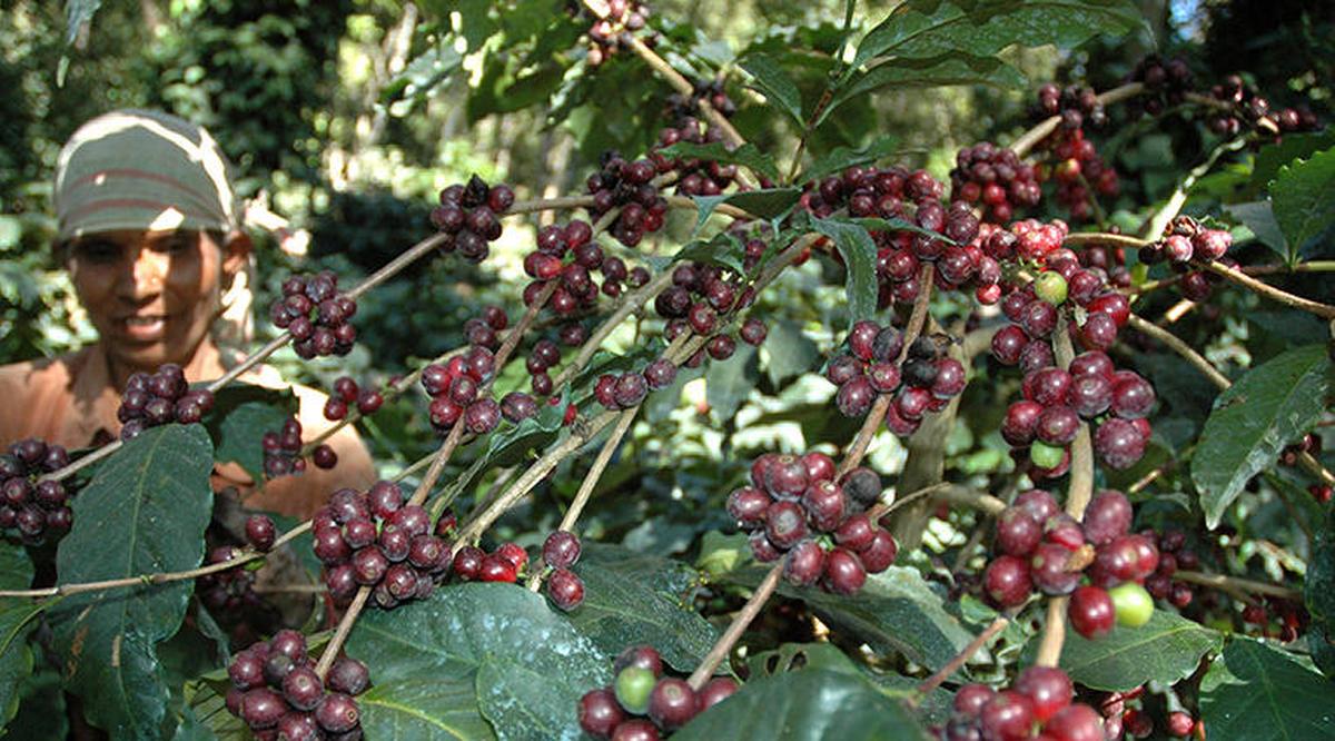 Measuring Coorg in coffee spoons: Review of Kavery Nambisan’s book ...