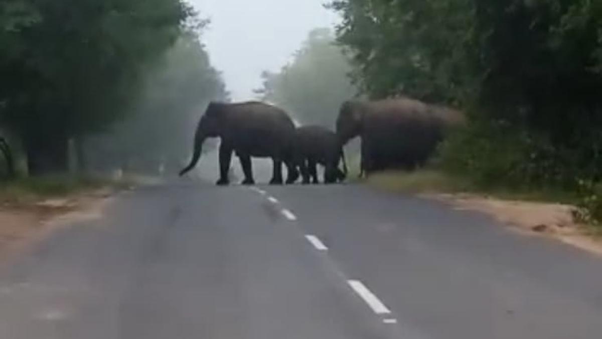 Koundinya sanctuary in Andhra Pradesh awaits ‘Jumbo romance‘ as all ...