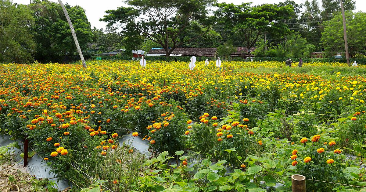 Cherthala banks on locally grown flowers - The Hindu