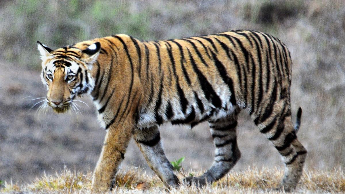 NTCA’s tiger count: Karnataka stands second with 563, after Madhya ...