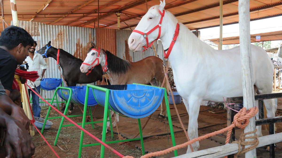 Cattle and horse exhibition at Anthiyur in Erode draws huge crowds ...
