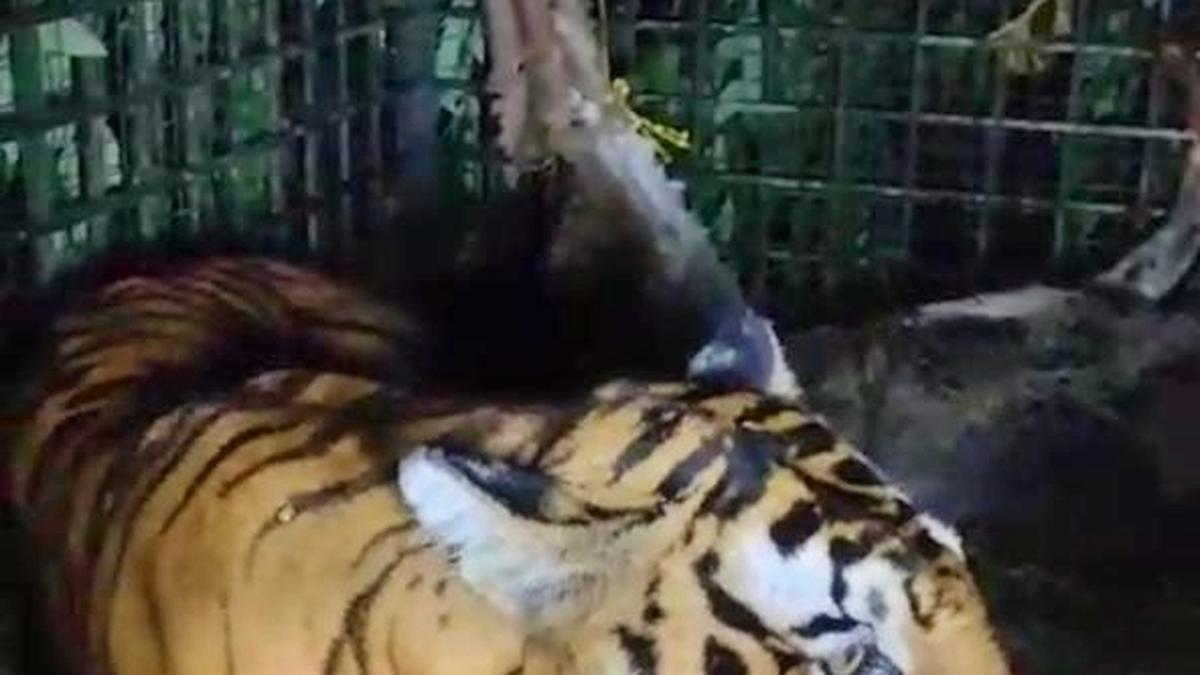 Tiger captured at Panavally in Wayanad - The Hindu