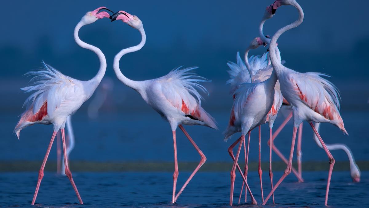 Diverse wildlife of the subcontinent - The Hindu