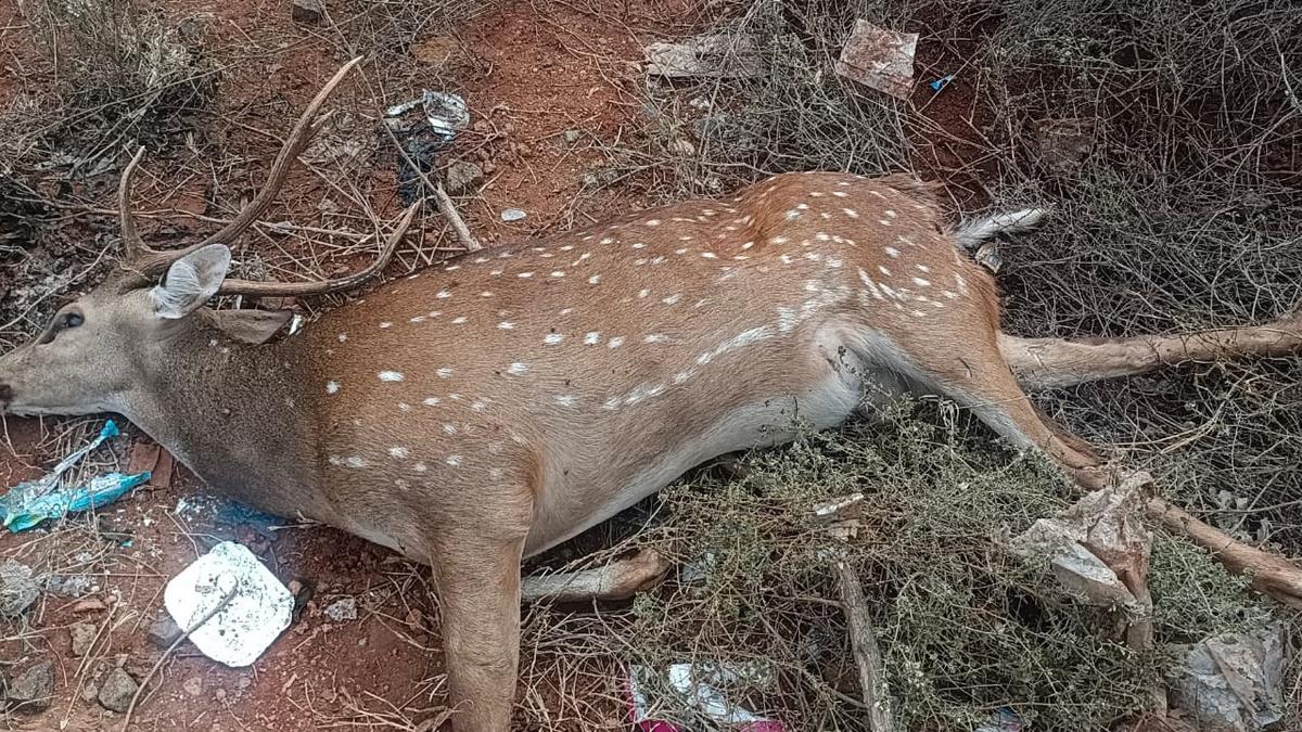 Spotted deer knocked down by train near Coimbatore - The Hindu