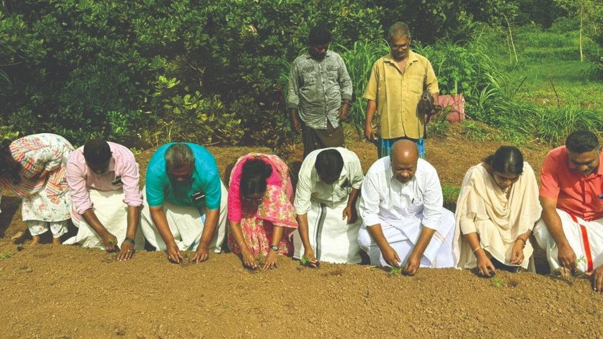 KSCDC to cultivate marigold for Onam - The Hindu