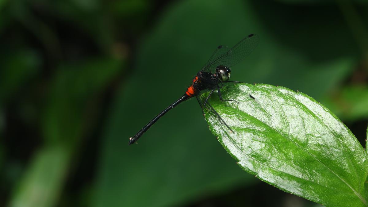 Sweetey the dragonfly, Wayanad’s election mascot, to drive voters to ...