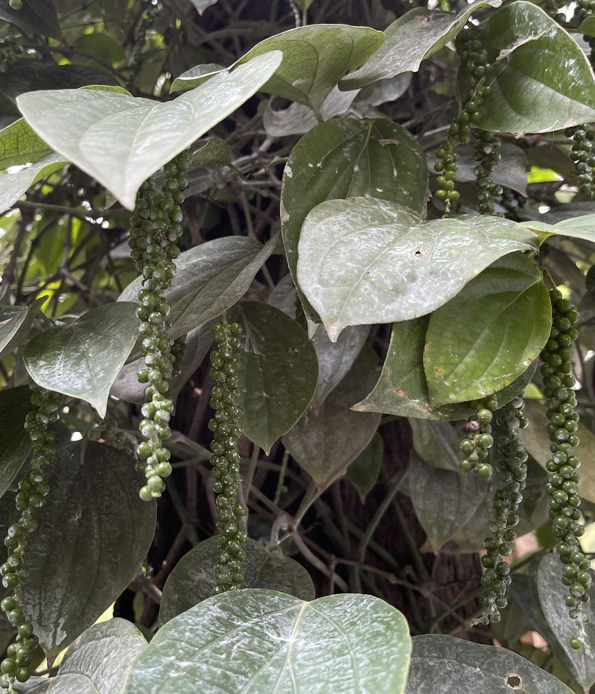 Cauvery woes: Not just deficit, erratic rainfall a major concern in ...