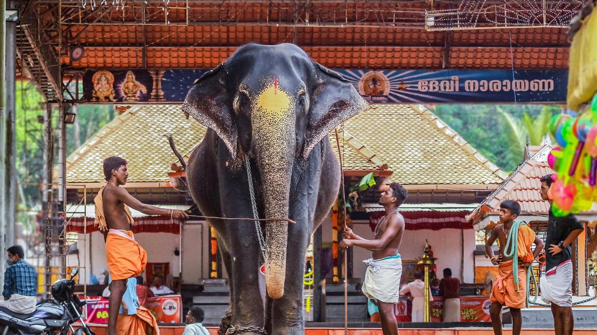 An event to acknowledge cow elephants in traditional festivities - The ...