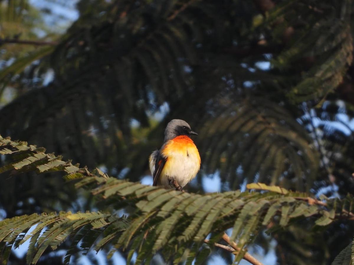 Birds and birders of Bengaluru - The Hindu