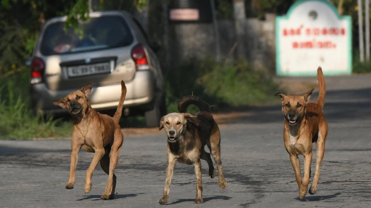 Maradu municipality to launch programme to tackle stray dog menace ...