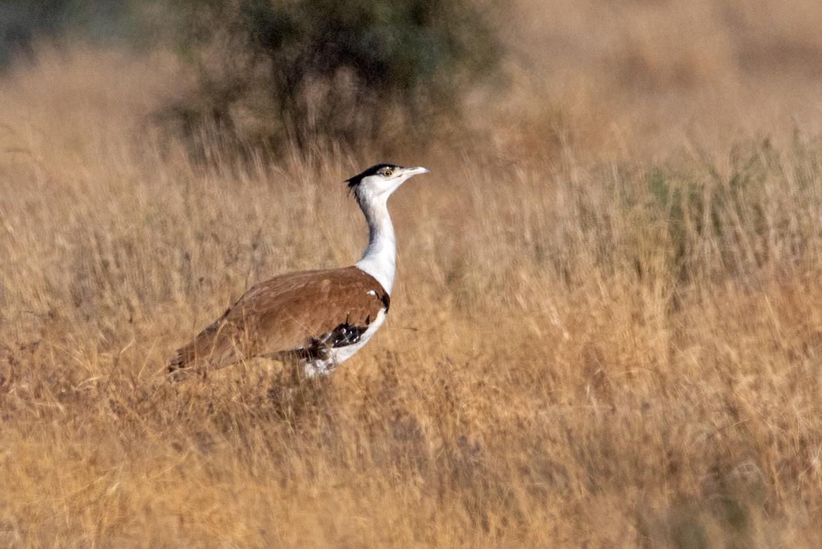 Do you know the connection between kingfisher and bullet train? - The Hindu