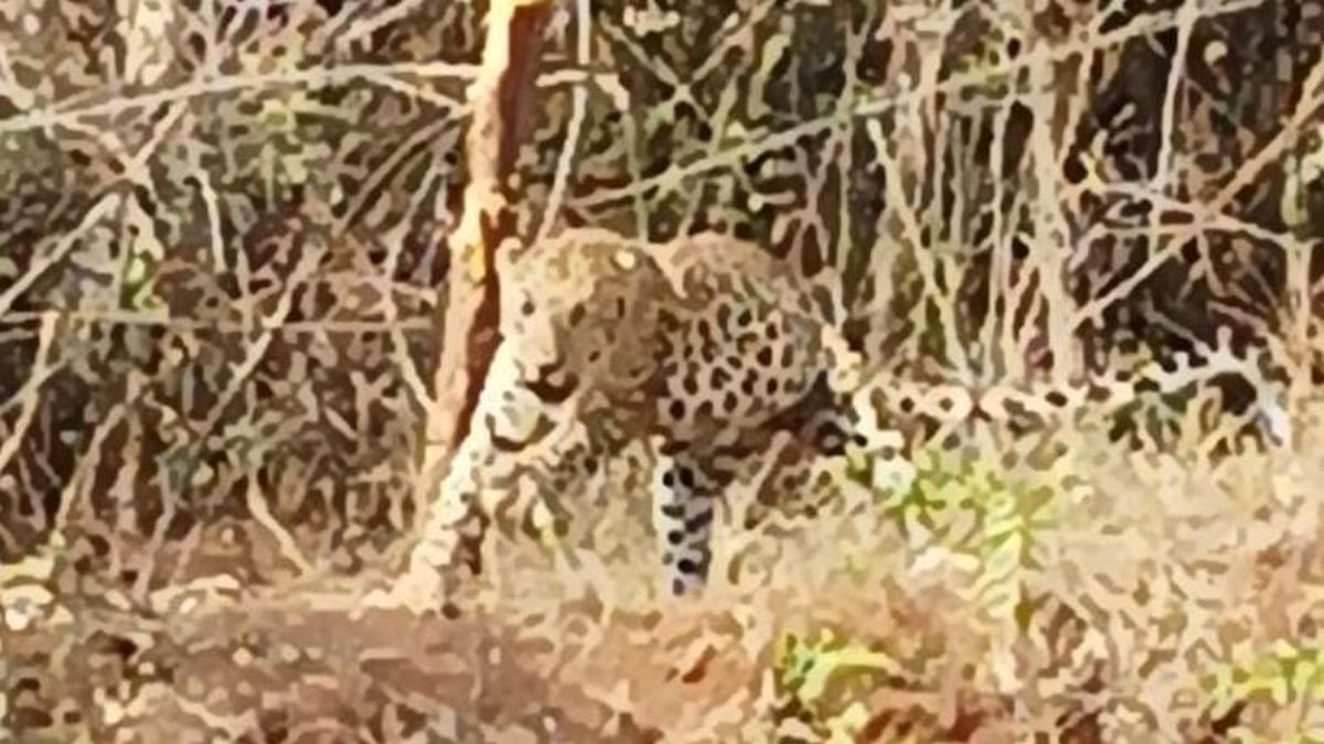 Leopard caught in snare dies - The Hindu