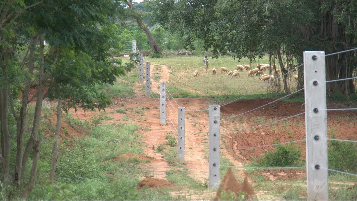 Madras High Court permits steel wire fencing in Coimbatore forests to ...