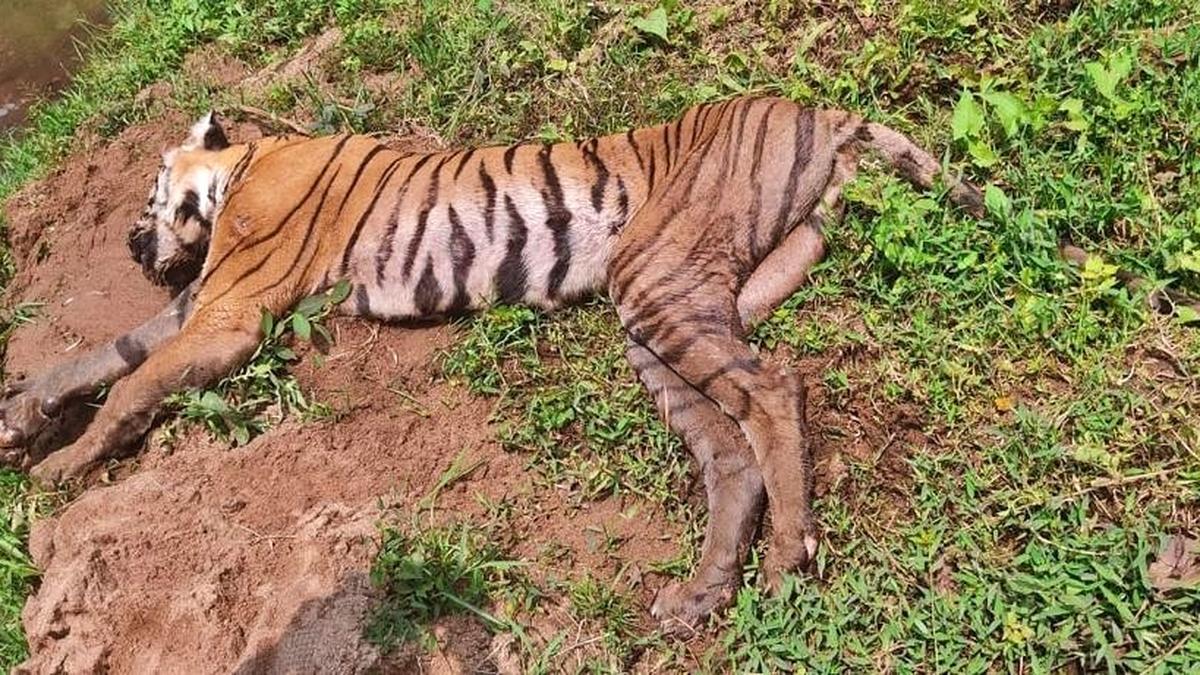 Tigress found dead in wildlife sanctuary - The Hindu