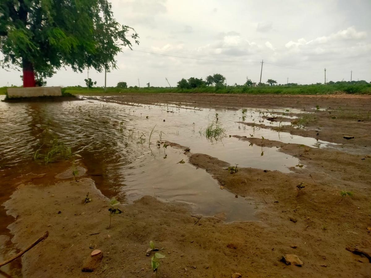 Standing crops suffer damage in Krishna floods in Shahapur taluk - The ...