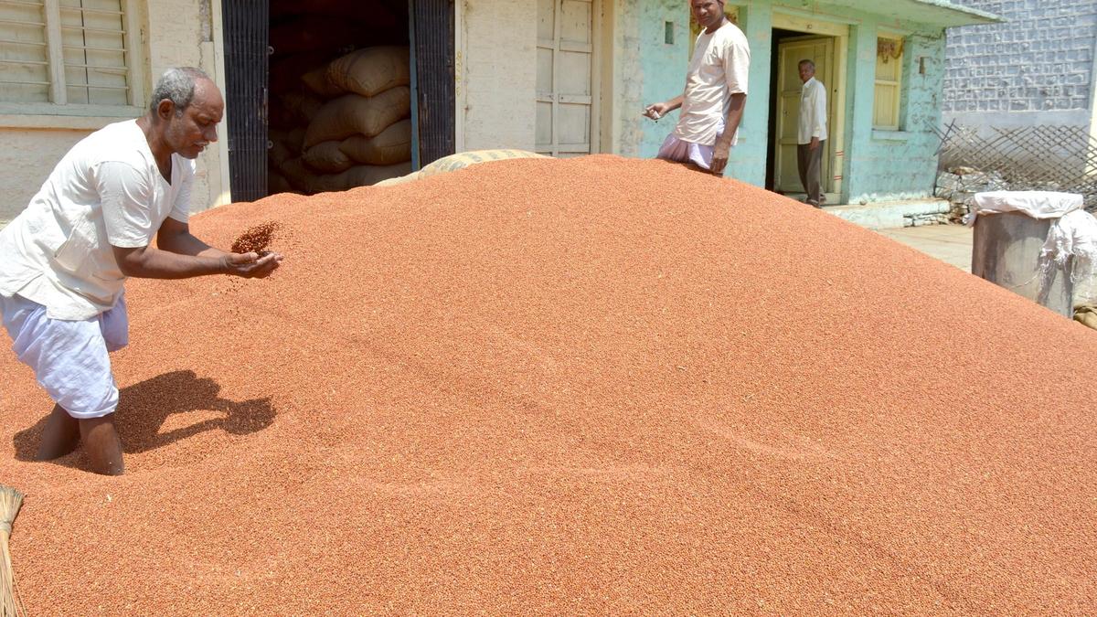 Red gram price reaches ₹12,123 per quintal, for an all-time high in ...