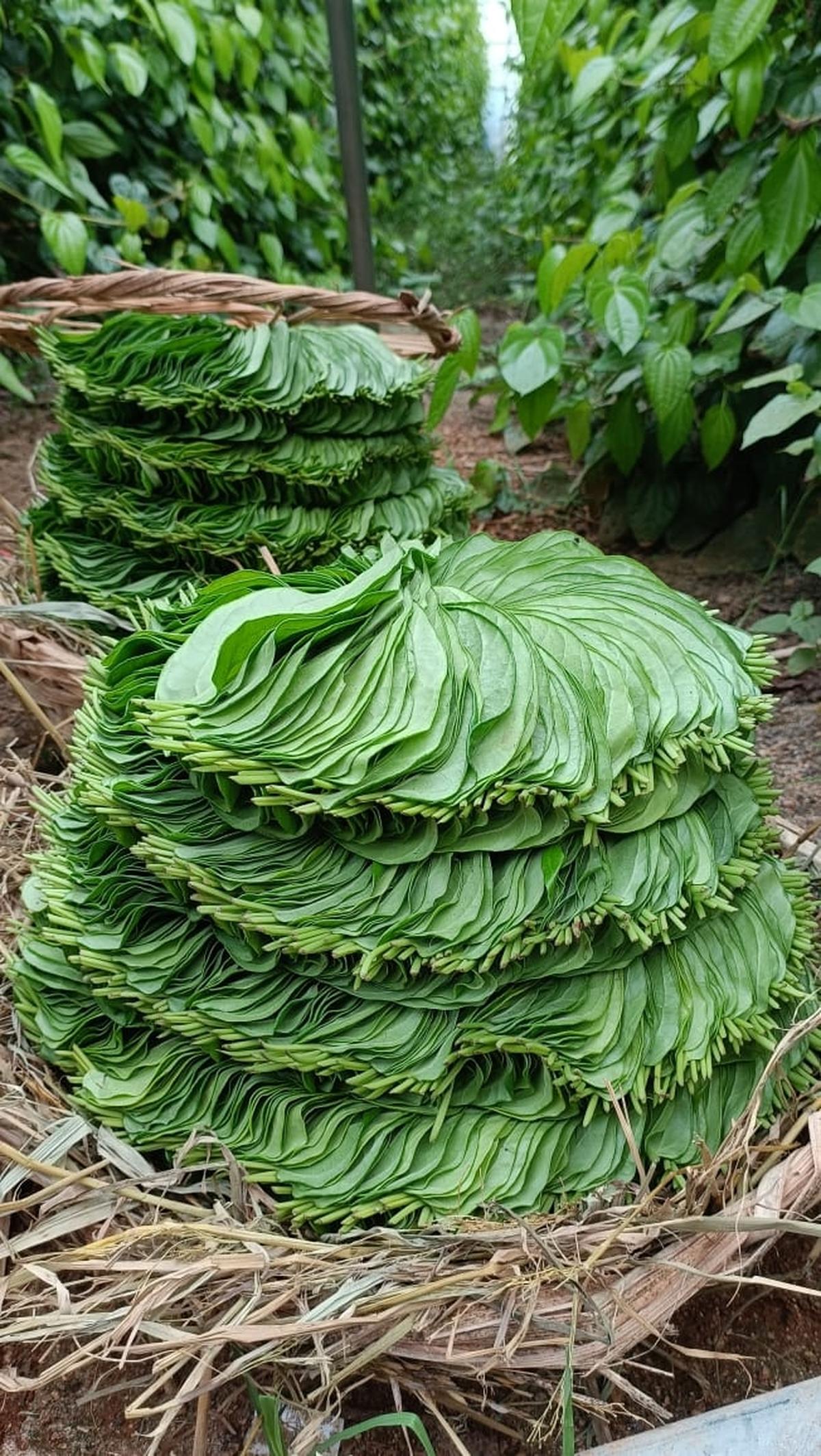 Dream of betel leaf farming comes true for this youngster in Yadgir ...