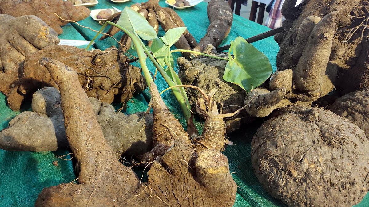 Roots and tuber mela is back in Mysuru city - The Hindu
