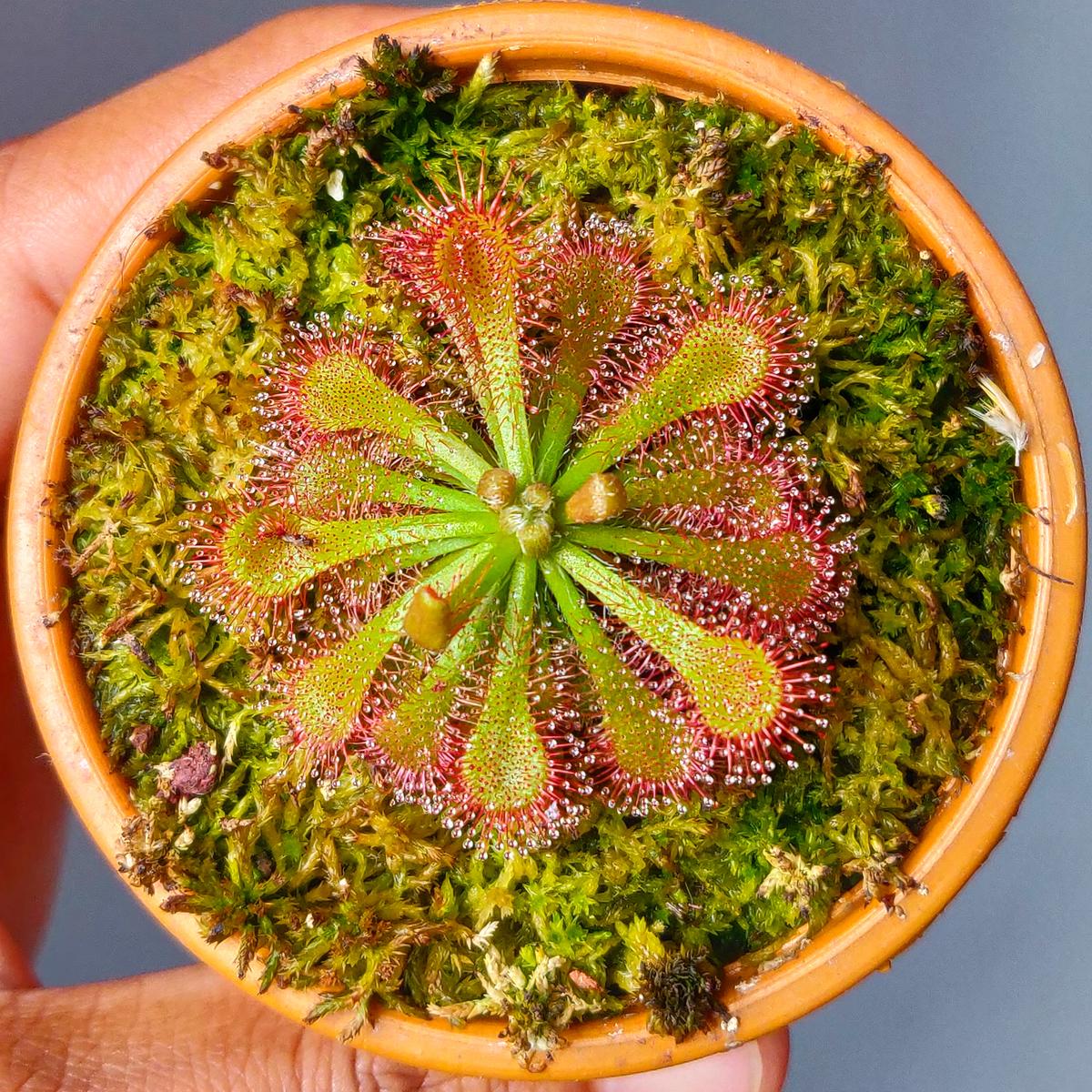 Beastly beauties: Carnivorous plants slowly take root in Bengaluru ...